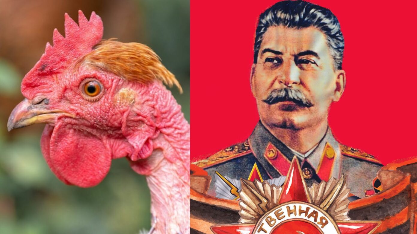 La fábula de Stalin y la gallina desplumada, ¿fue real?