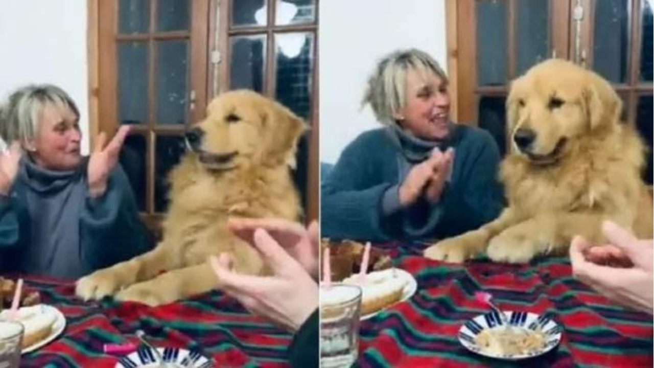 VIDEO: Lomito se entusiasma durante cumpleaños y se hace viral - Quinta ...