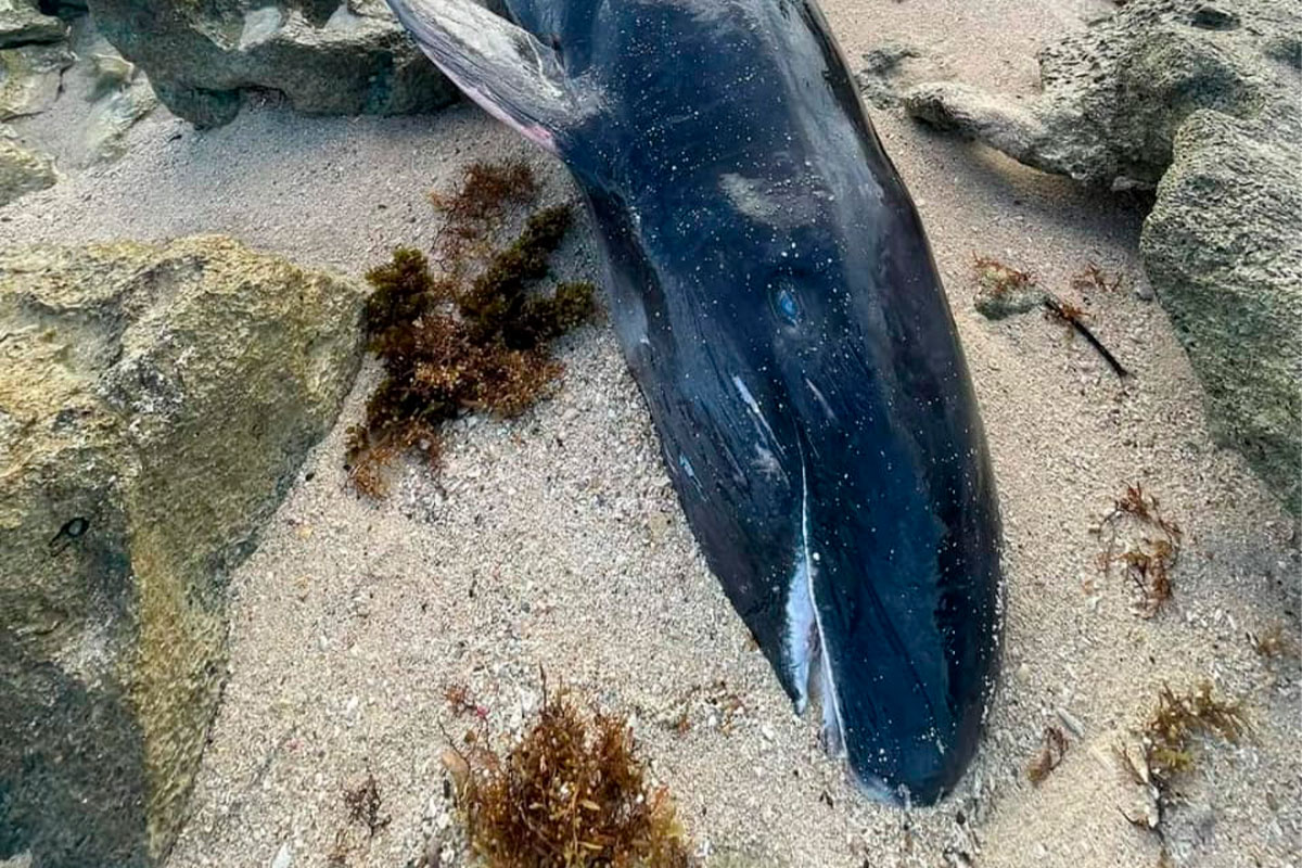 Encuentran orca negra sin vida, en una playa de Cozumel - Quinta Fuerza
