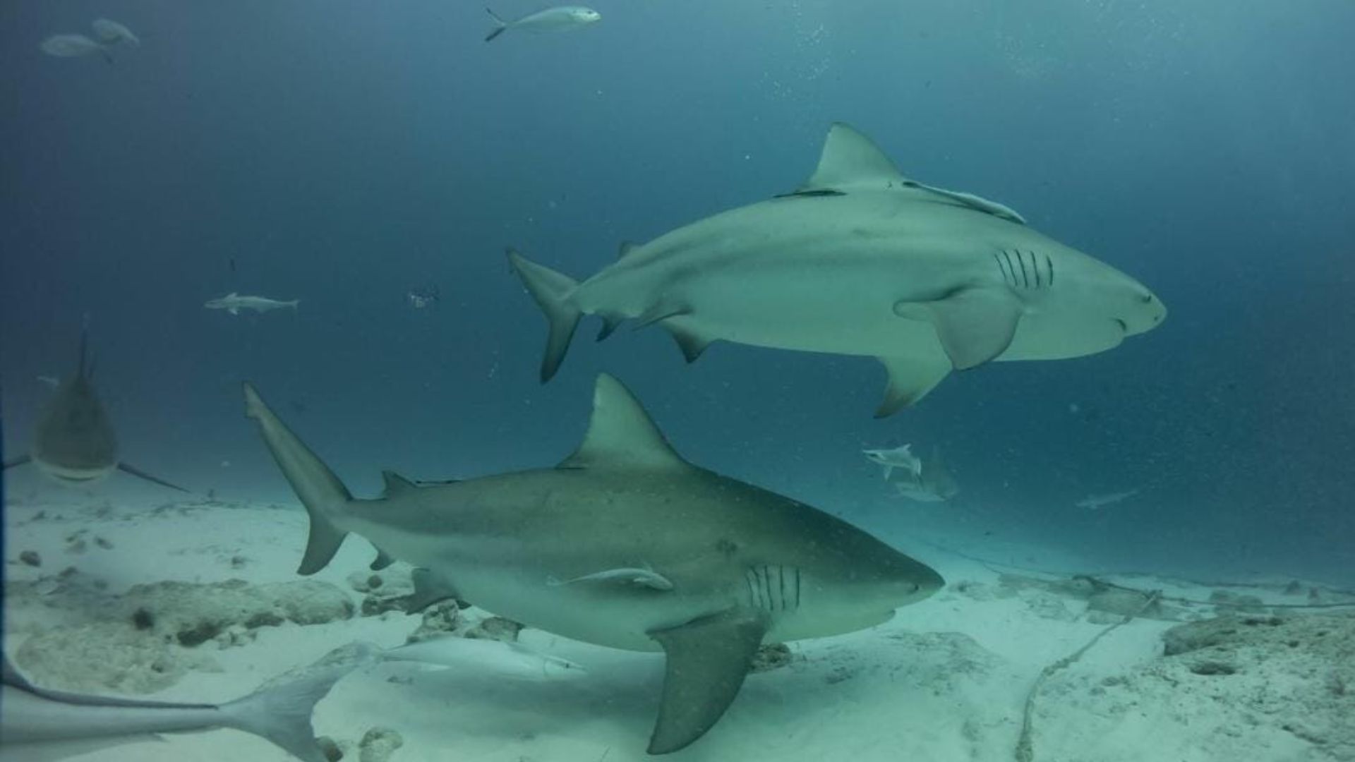Va muy bien la temporada de tiburón toro en Playa del Carmen; podría ...