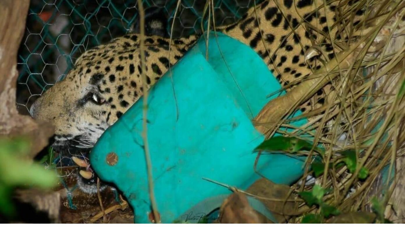 Documentan 20 ataques de jaguares a mascotas en el sur de Quintana Roo - Quinta Fuerza