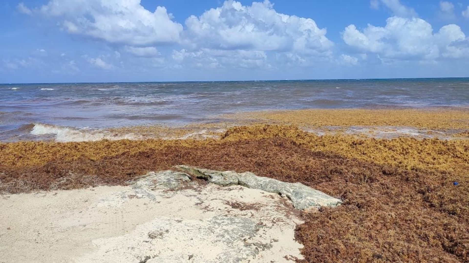 Está llegando más alga roja que sargazo a Playa del Carmen: Zofemat ...