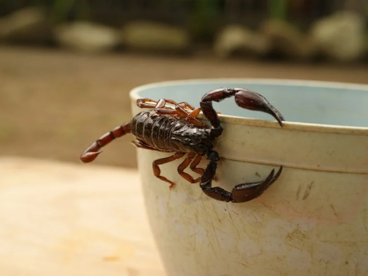 Descubren nueva especie de alacrán ‘peligroso’ en Sinaloa - Quinta Fuerza