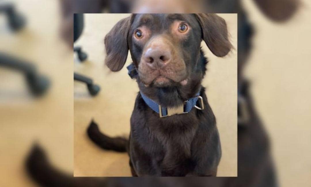 La historia de Coco y Georgie, dos perros con una supuesta adicción al ...