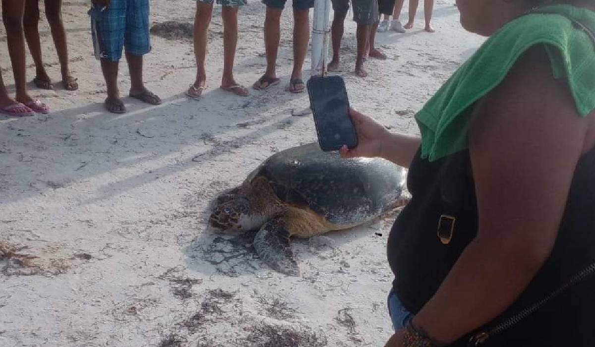 Llega la primera tortuga a Holbox por la temporada de desove - Quinta ...