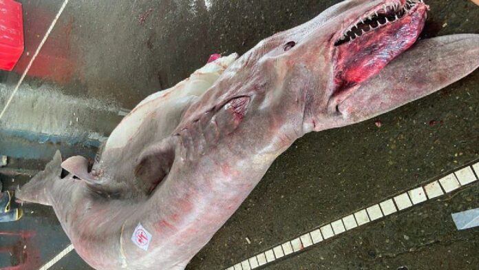 Capturan al tiburón duende más grande en la historia de Taiwán - Quinta ...