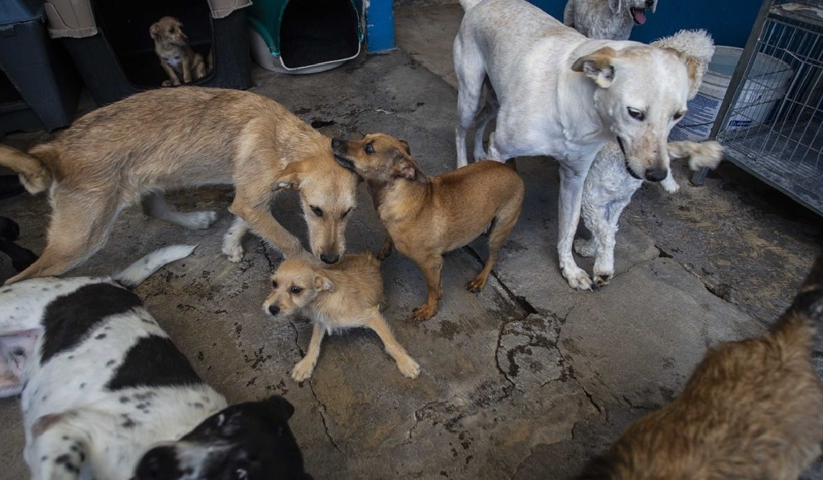 Hasta 10 años de cárcel quienes comentan zoofilia en el estado - Quinta Fuerza
