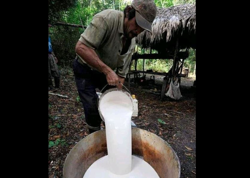 De los mayas para el mundo: la producción de chicle natural - Quinta Fuerza