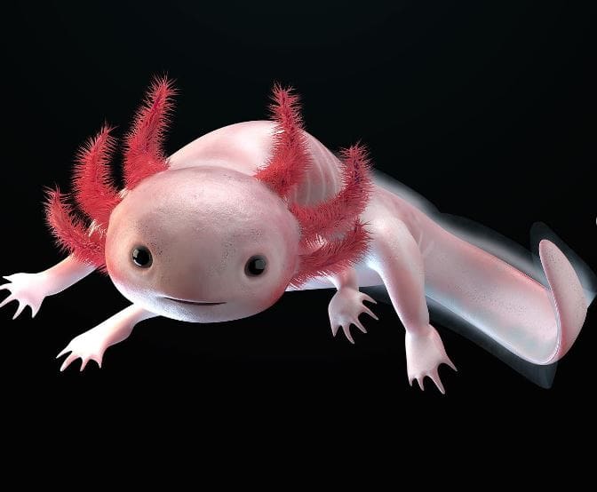 ¡100 oportunidades! "Adopta" a un ajolote y ayuda a salvar la especie ...