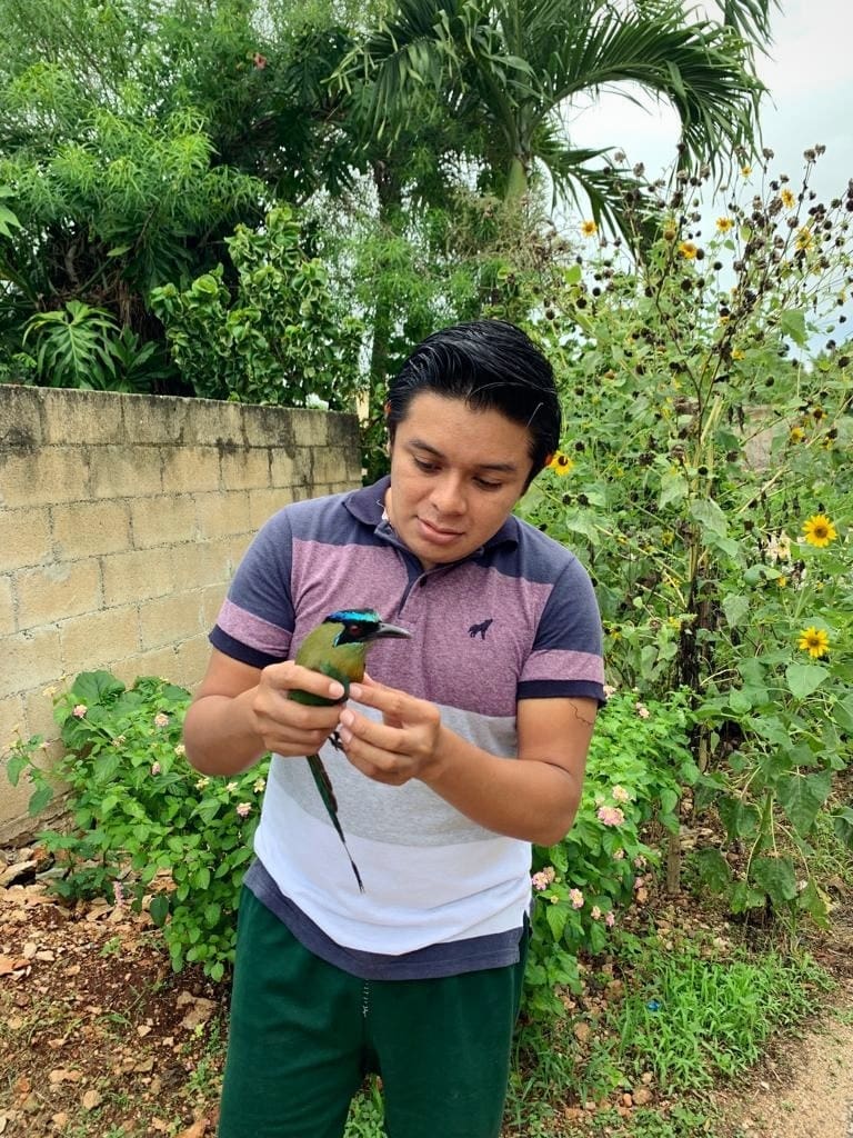 Pájaro Toh, sagrado para los mayas, entra a su cuarto - Quinta Fuerza