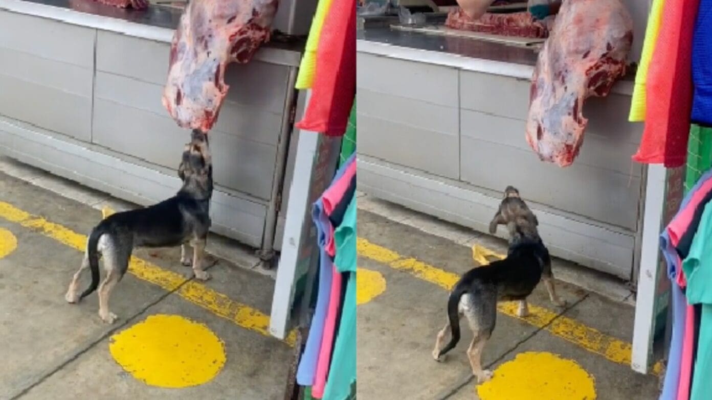 VIDEO: Captan a perrito ratero "comiendo gratis" en una carnicería ...