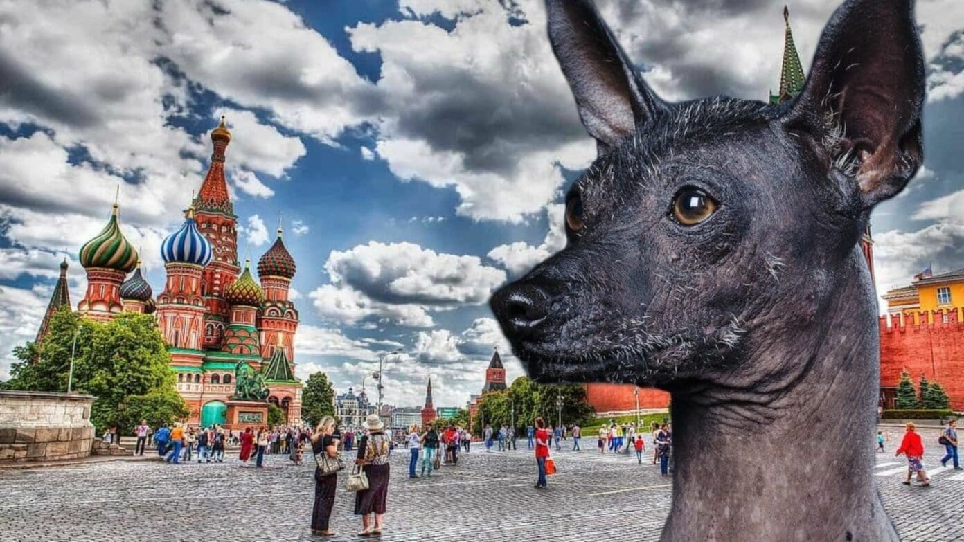 Los Xoloitzcuintles conquistan Rusia: a punto de convertirse en el ...