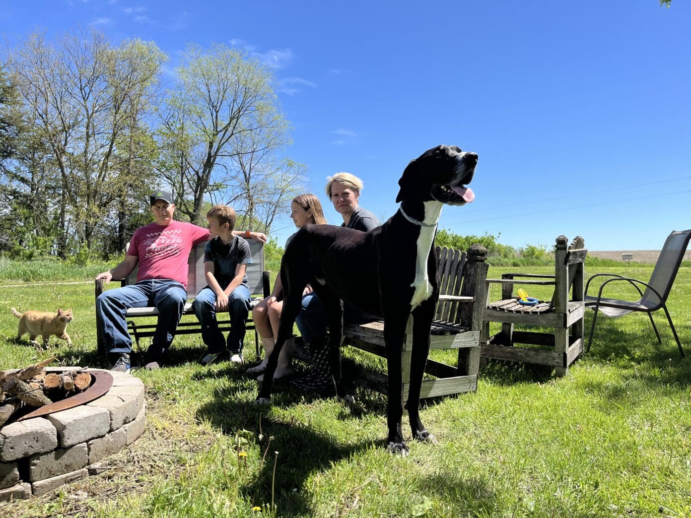 Murió Kevin, el perro macho más alto del mundo, pocos días después de ...