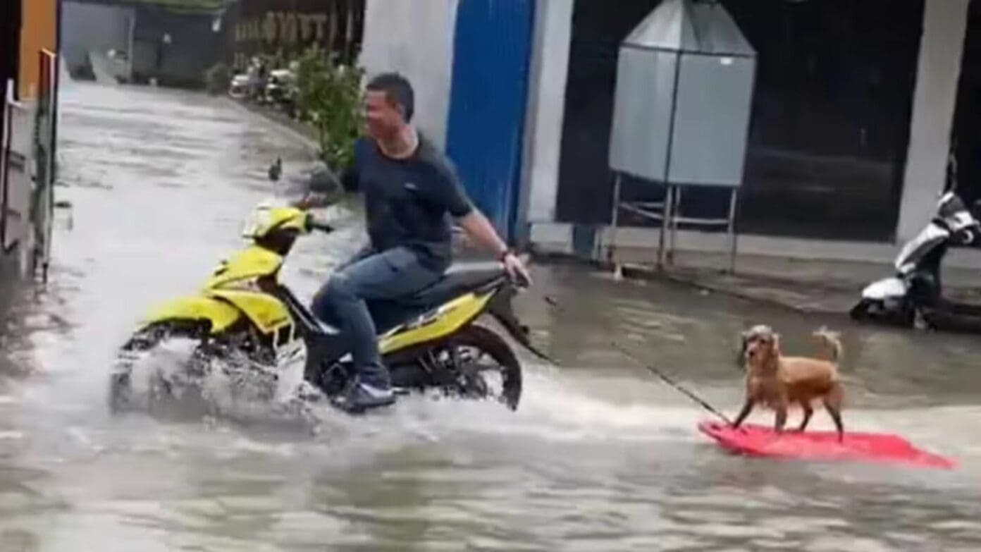 VIDEO: Perrito viaja en una tabla de surf jalada por una moto tras ...