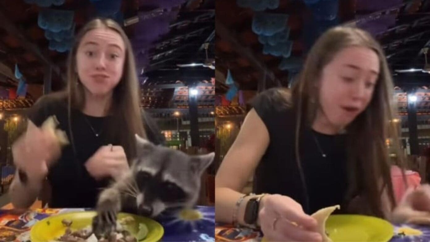 Video: Mapache le roba un taco a una mujer mientras comía en un ...