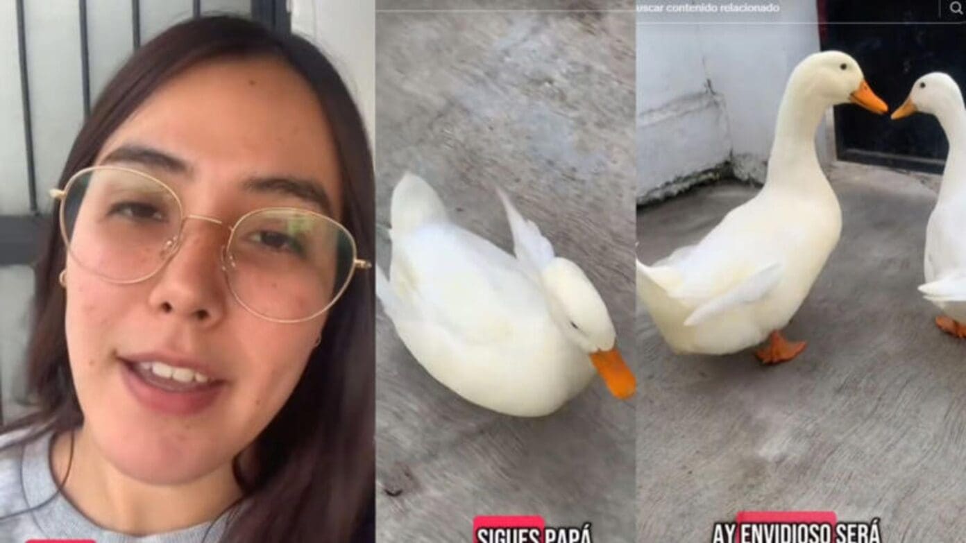 Video: Influencer muestra cómo su pato la sigue a todos lados y se ...