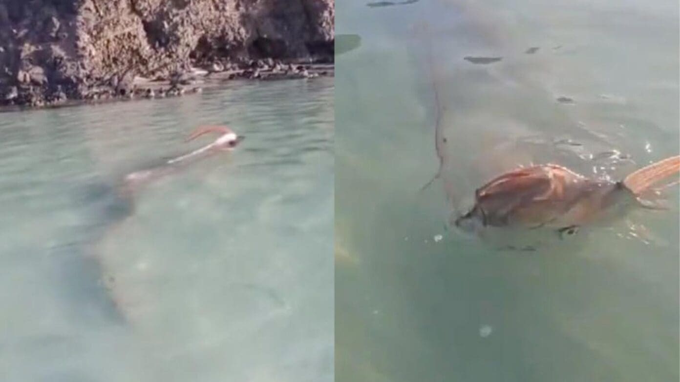 Pez remo, asociado a desastres naturales es captado en playa de Baja ...
