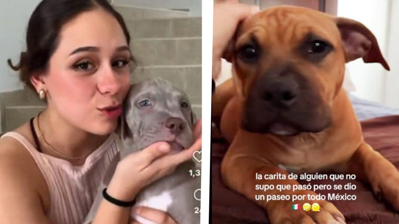 Mujer viaja con su mascota a Mérida, Yucatán pero aerolínea le entrega ...