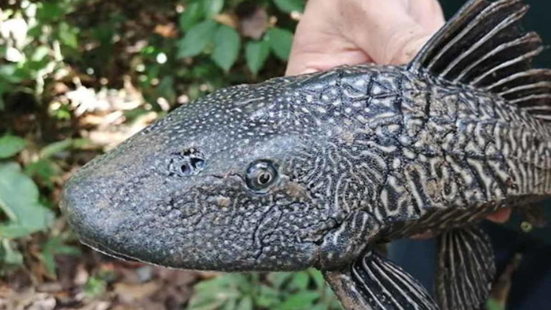 Alertan de la presencia del pez diablo en la Laguna de Bacalar; especie ...