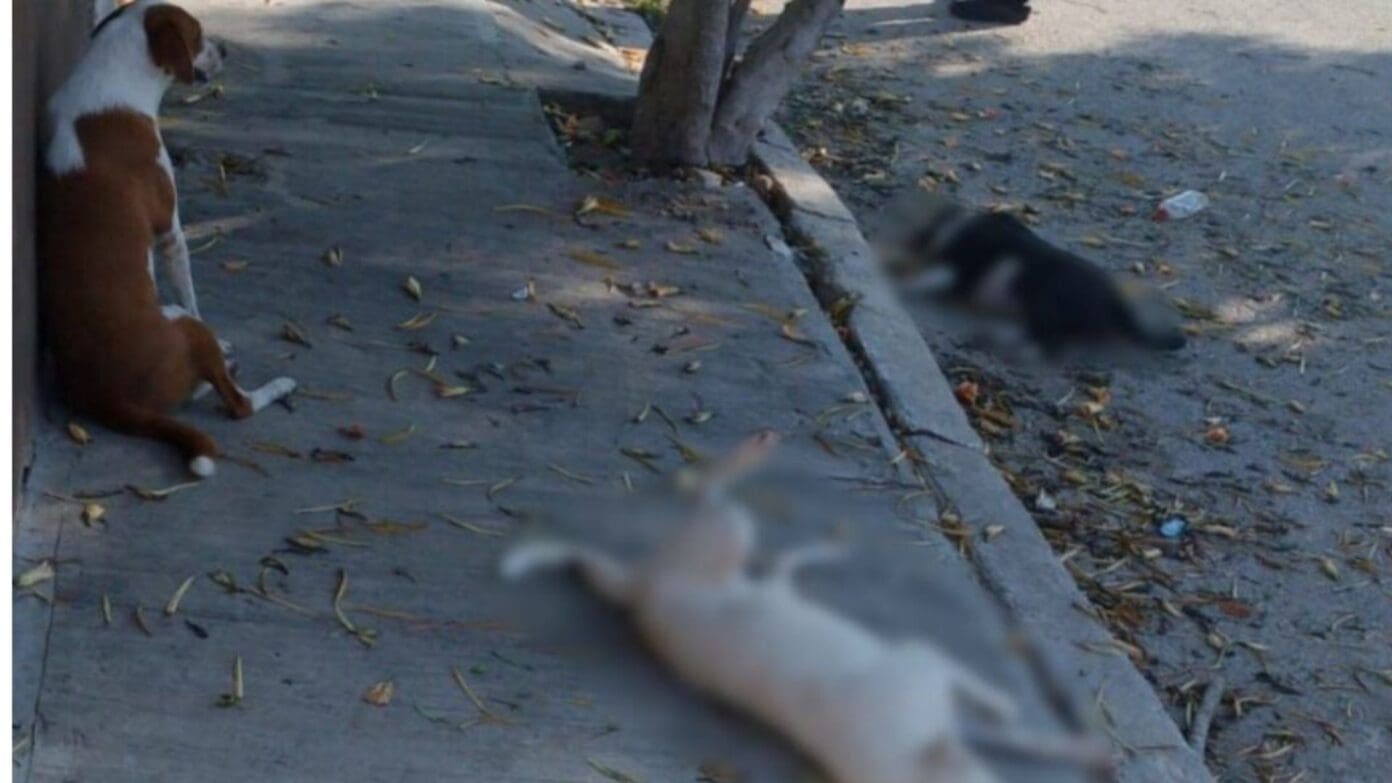 Vecinos denuncian envenenamiento masivo de mascotas en Yucatán; amanecen cuatro perros y un gato ...