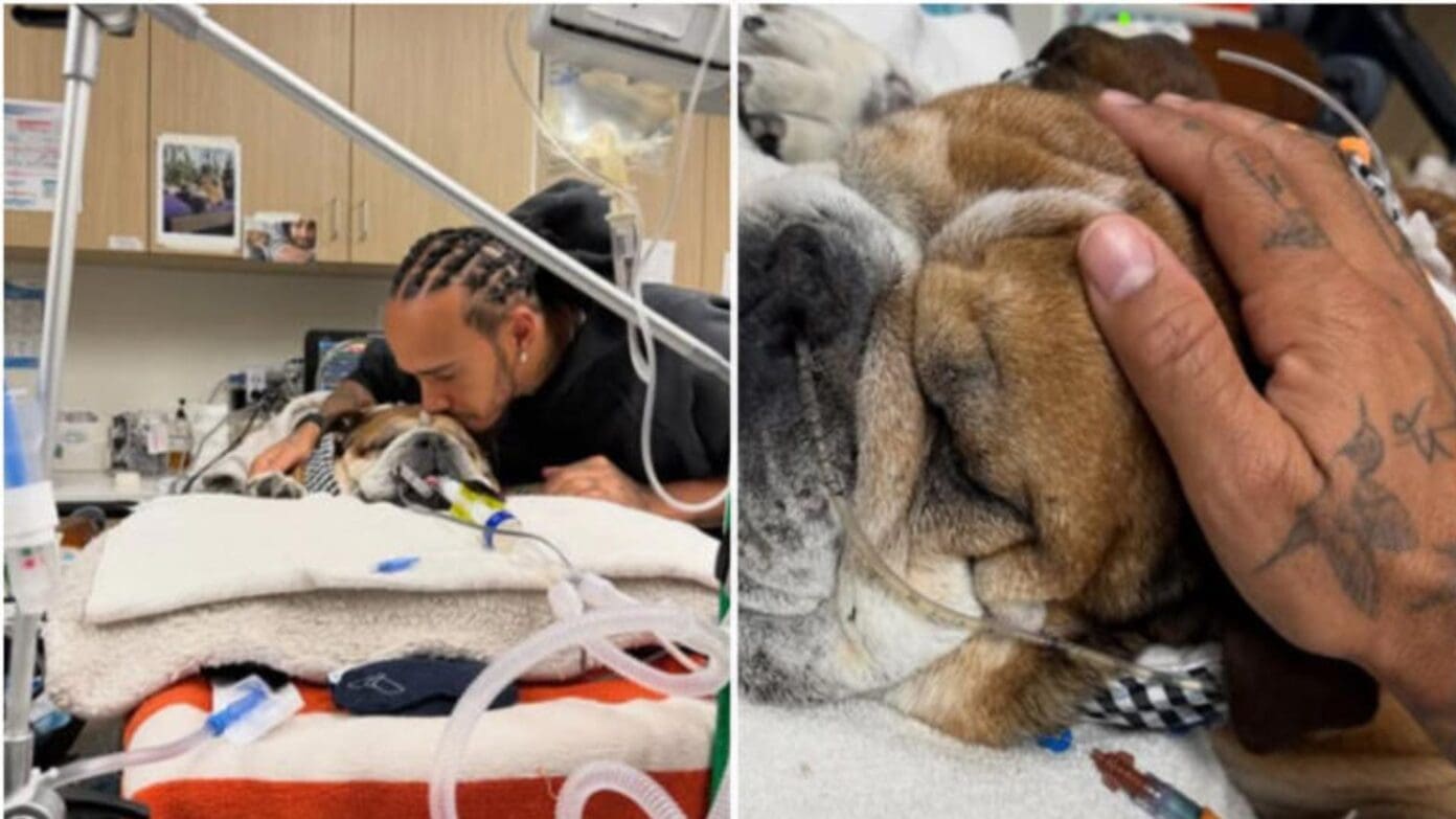 Lewis Hamilton pide oraciones para Roscoe, su perrito que está en coma ...