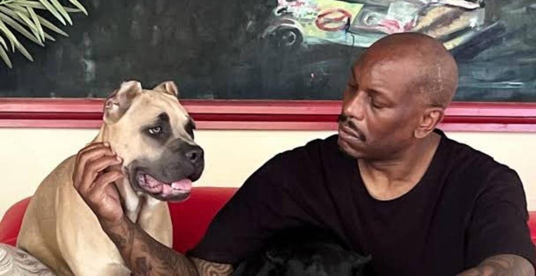 Arrestan a Tyrese Gibson, actor de “Rápidos y Furiosos”, tras ser ...