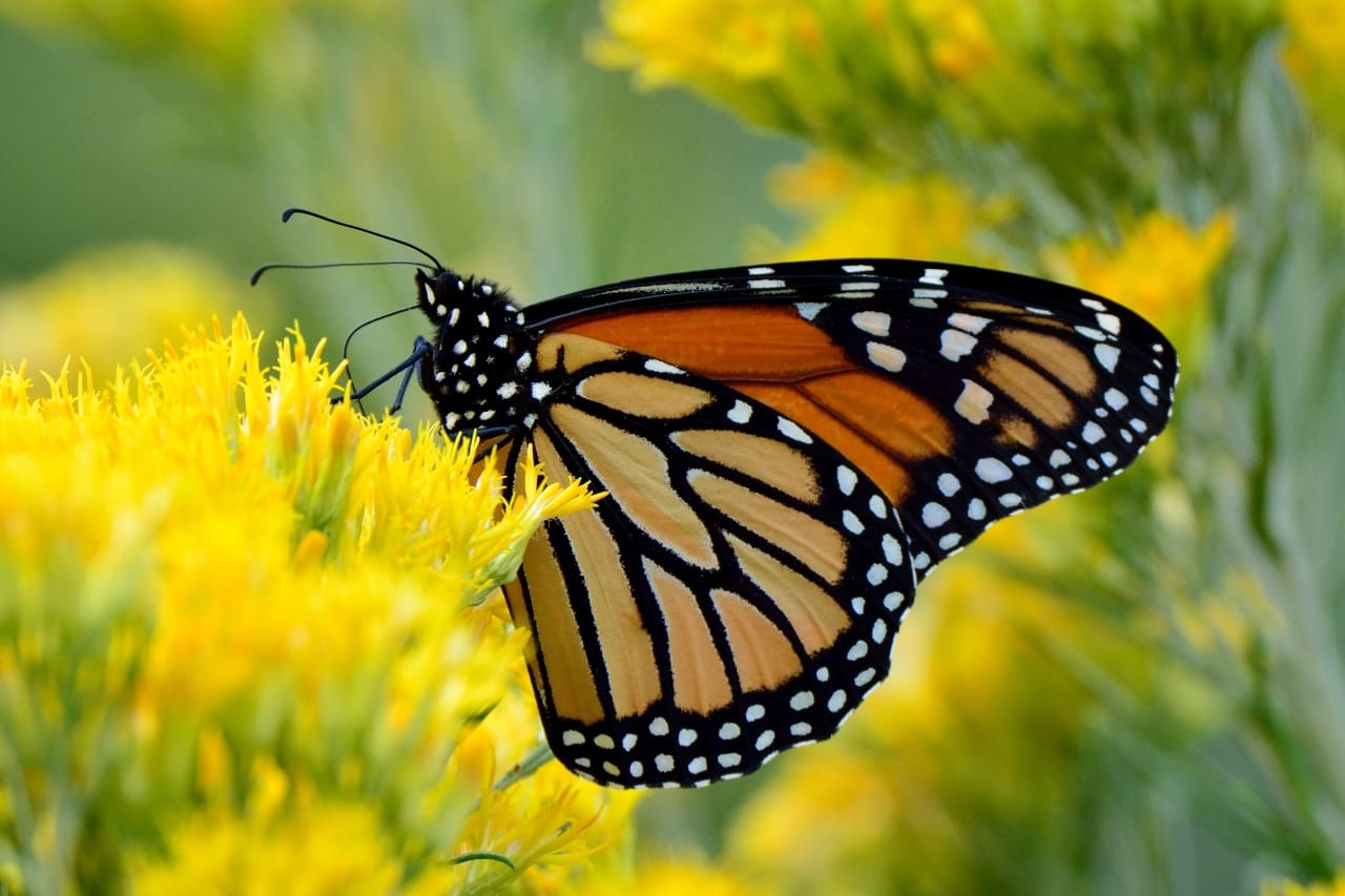 ¡Comienza el vuelo! La mariposa monarca inicia su migración rumbo a ...